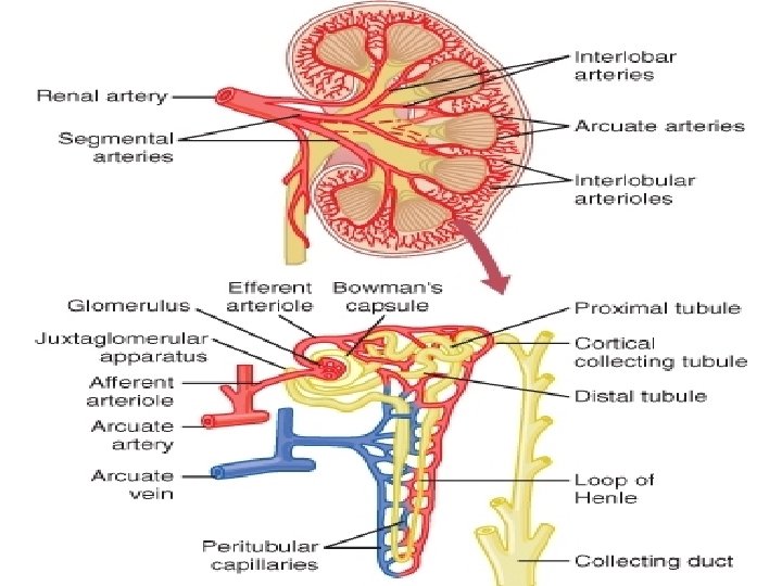 General Organization Of The Kidneys Location Posterior wall
