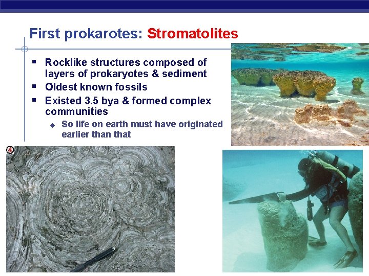 Origin of Cells Protobionts Nonliving molecules surrounded by