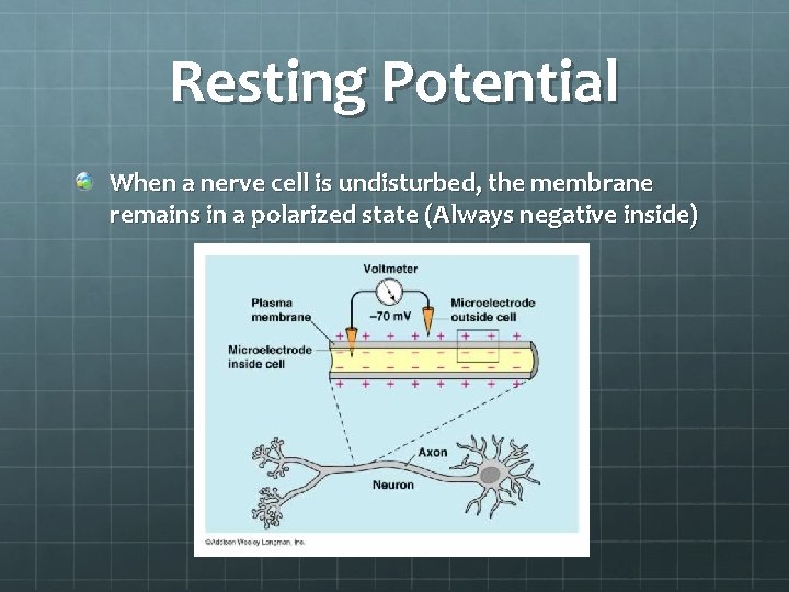 Nervous System EQ What are the different types