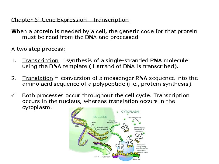 Chapter 5 Gene Expression Transcription When a protein