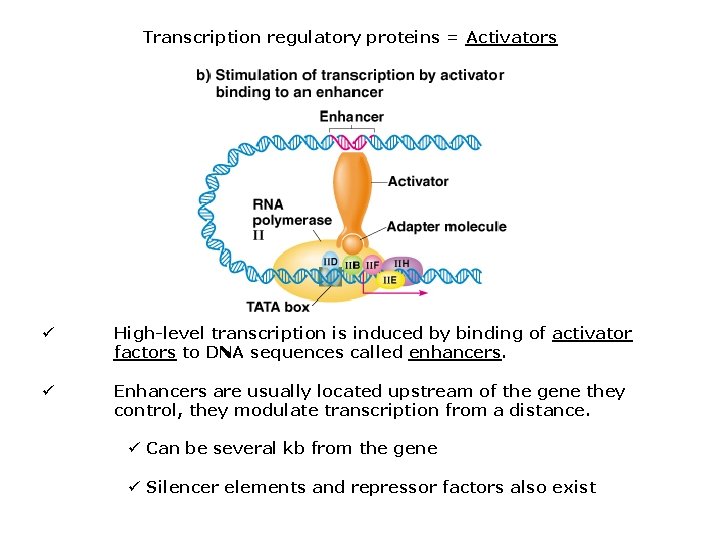 Chapter 5 Gene Expression Transcription When a protein