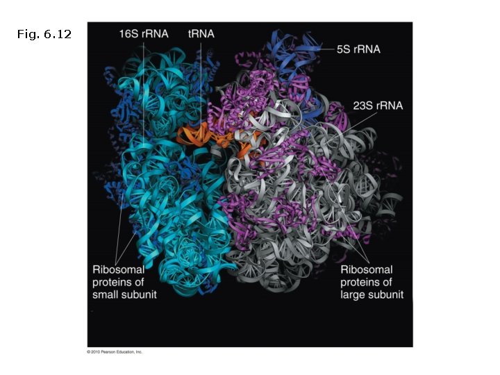 Chapter 5 Gene Expression Transcription When a protein