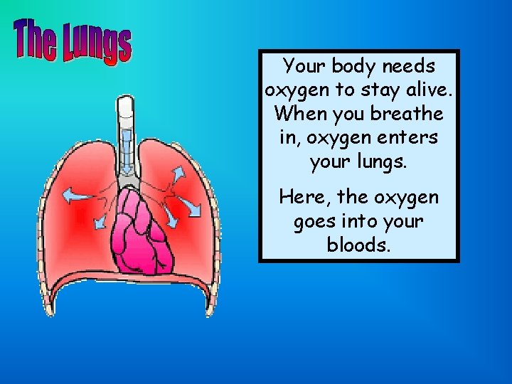 Inside my body Lets have a look inside