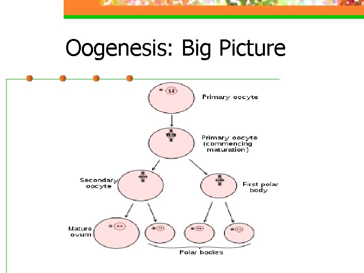 Livestock Breeding and Genetics Sperm and Egg Production