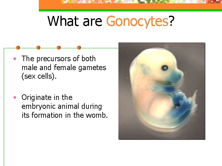 Livestock Breeding and Genetics Sperm and Egg Production