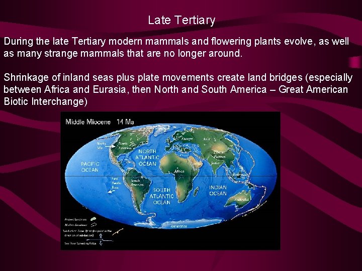 Brontotheres and Other Big Brutes Evolution of Large