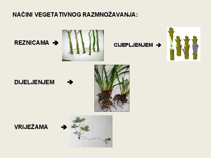 VEGETATIVNO RAZMNOAVANJE BILJAKA Za vegetativno razmnoavanje slue ...