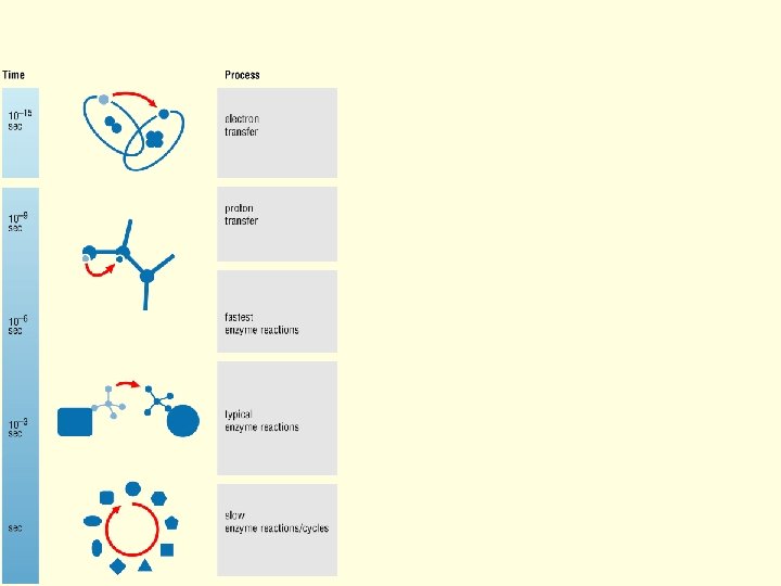 Erez Podoly Introduction to Molecular Neurobiology From Primary