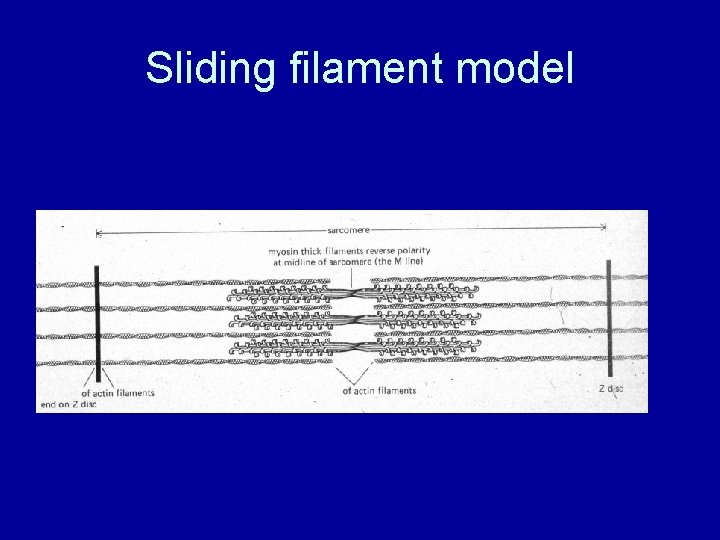 MUSCLE STRUCTURE AND PHYSIOLOGY J Rosenbluth April 2009