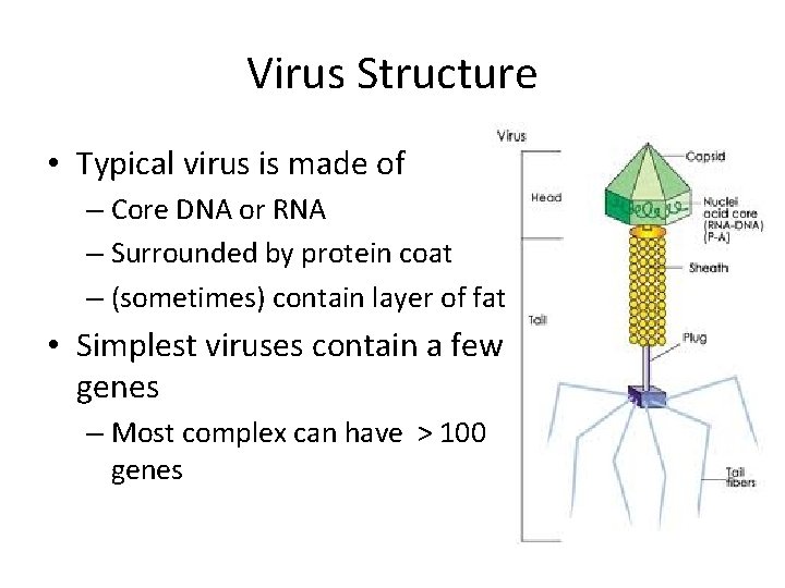 Intro to Viruses Learning Objectives Viruses Be able