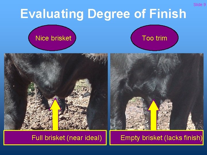 Judging Market Steers Developed by Richard Coffey Extension