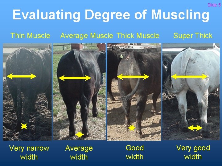 Judging Market Steers Developed by Richard Coffey Extension