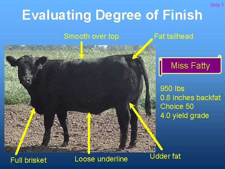 Judging Market Steers Developed by Richard Coffey Extension