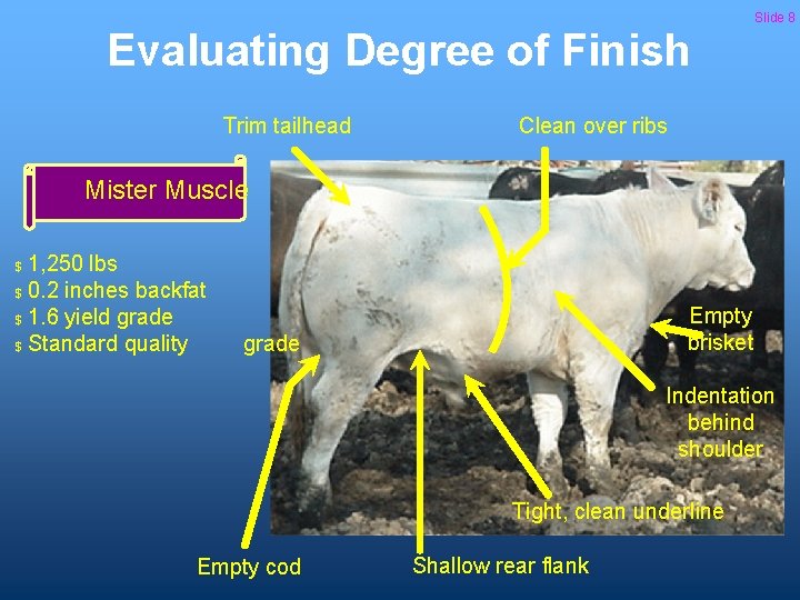 Judging Market Steers Developed by Richard Coffey Extension