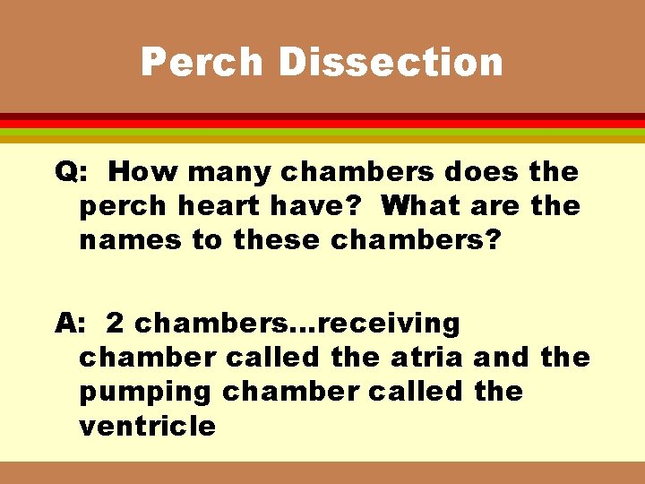 Biology 2 Perch Shark Dissection Lab Exam Review