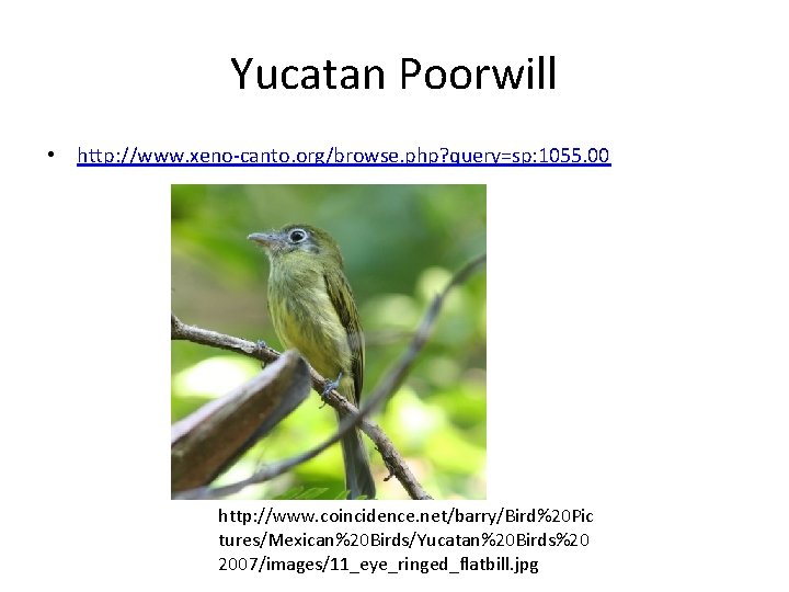 Birdsongs of Belize http www xenocanto orgprofiles php