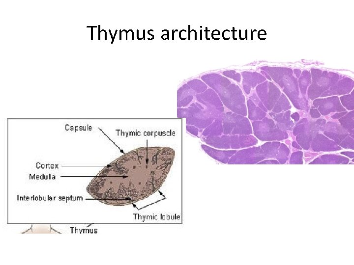Immunology Biol 465 Minot State University Spring 2020