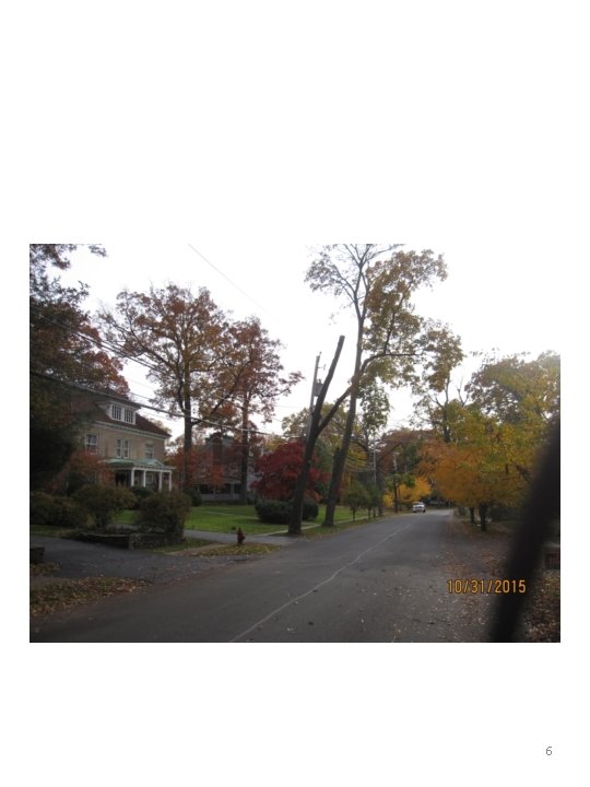Presentation by Tree Committee Provided at the Realty