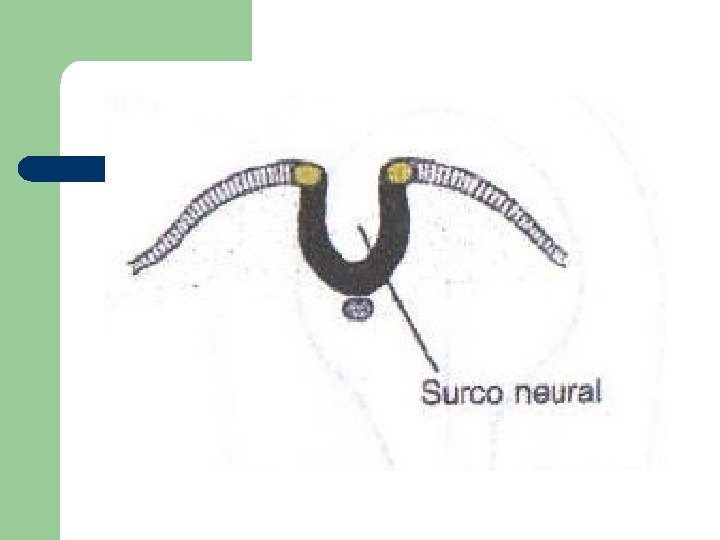 Sistema Nervioso Embriologa Sistema Nervioso Embriologia l NEURULACION