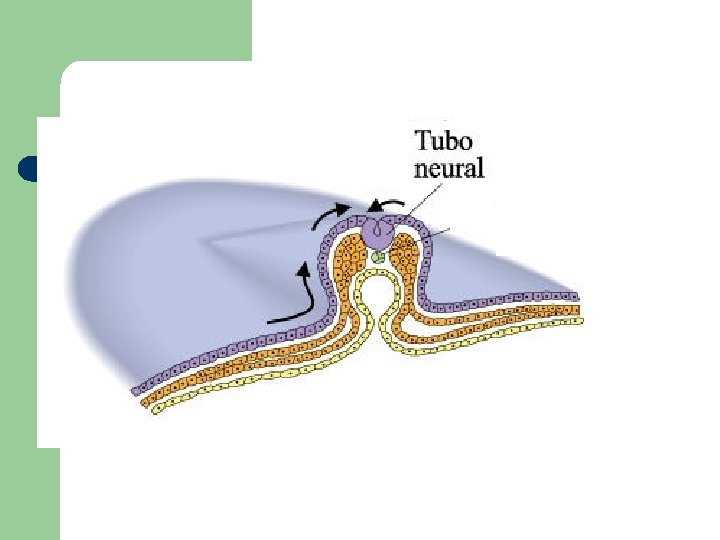 Sistema Nervioso Embriologa Sistema Nervioso Embriologia l NEURULACION