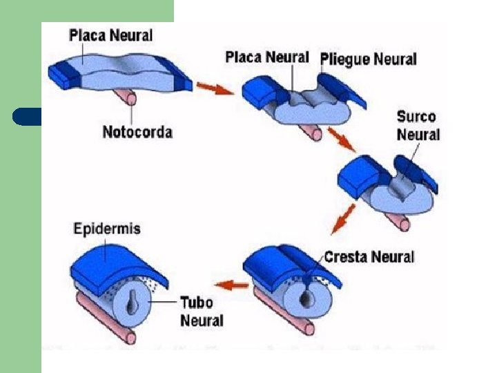 Sistema Nervioso Embriologa Sistema Nervioso Embriologia l NEURULACION
