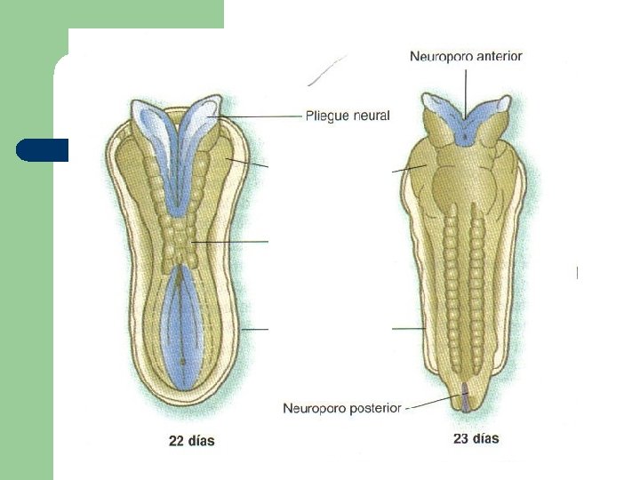 Sistema Nervioso Embriologa Sistema Nervioso Embriologia l NEURULACION