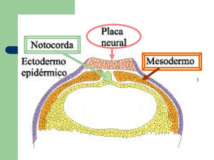 Sistema Nervioso Embriologa Sistema Nervioso Embriologia l NEURULACION
