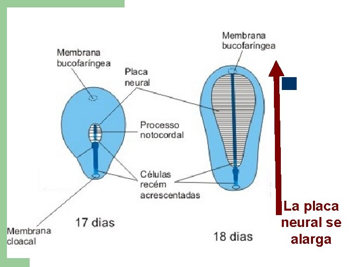 Sistema Nervioso Embriologa Sistema Nervioso Embriologia l NEURULACION