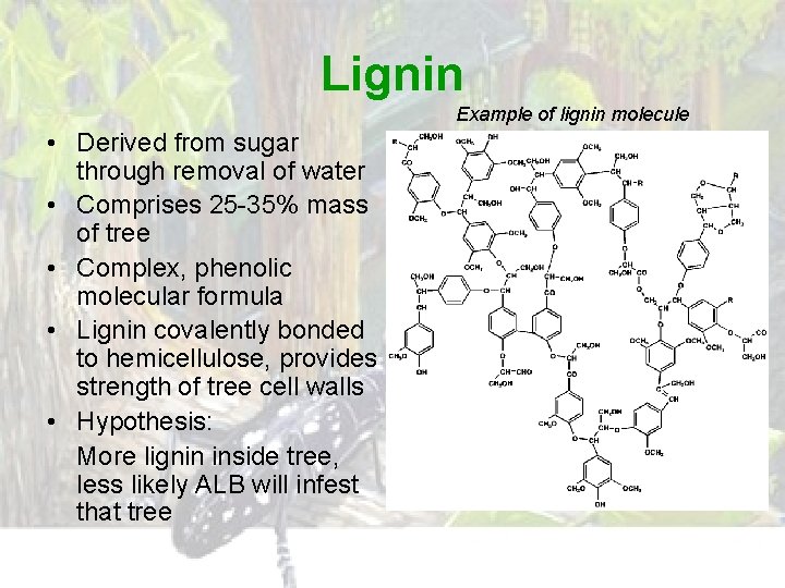 Chemical Analysis of Trees Infested by the Asian