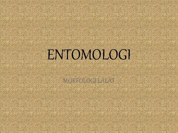 ENTOMOLOGI MORFOLOGI LALAT KELAS INSEKTA Sub Klas Apterygota