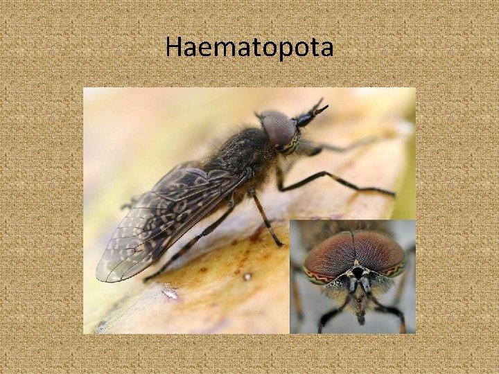 ENTOMOLOGI MORFOLOGI LALAT KELAS INSEKTA Sub Klas Apterygota