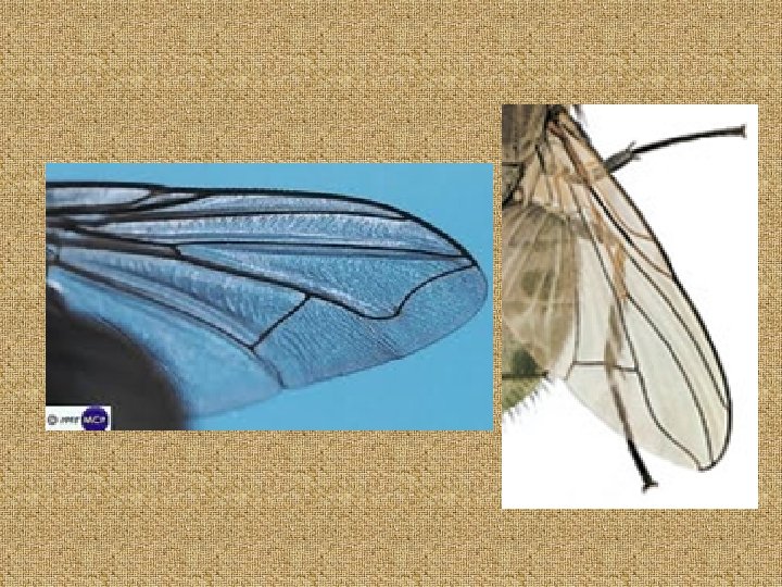 ENTOMOLOGI MORFOLOGI LALAT KELAS INSEKTA Sub Klas Apterygota