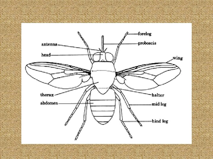 ENTOMOLOGI MORFOLOGI LALAT KELAS INSEKTA Sub Klas Apterygota