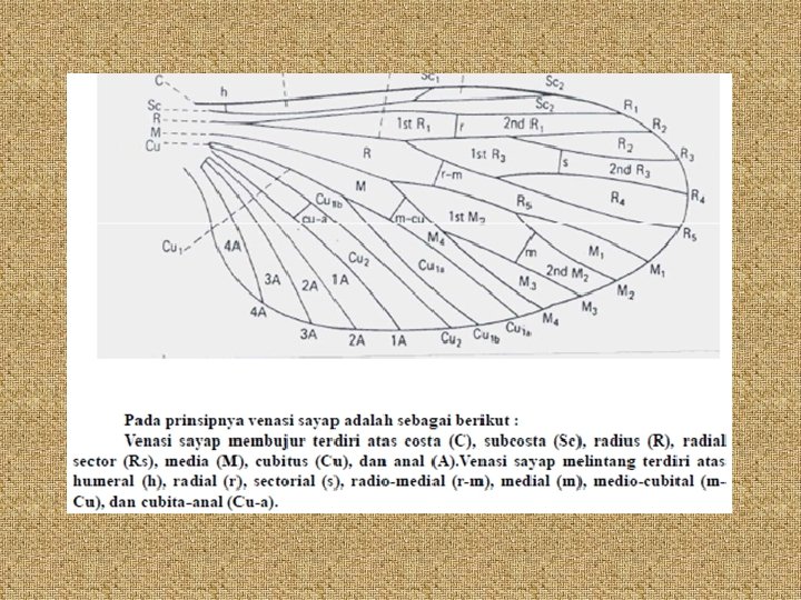 ENTOMOLOGI MORFOLOGI LALAT KELAS INSEKTA Sub Klas Apterygota