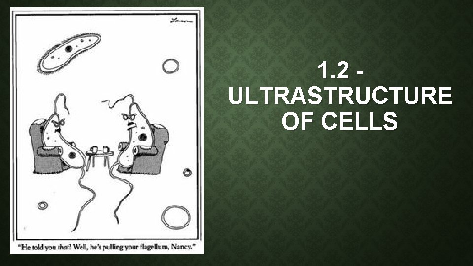 1 2 ULTRASTRUCTURE OF CELLS Essential Idea Eukaryotes
