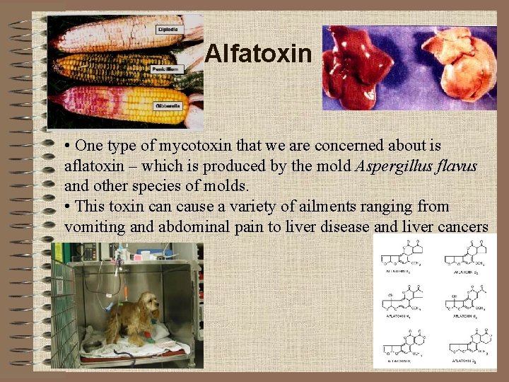 The Importance and Analysis of Aflatoxin and Gluten