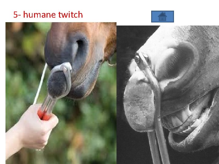 How to Approach your Horse 1 TIP Remember