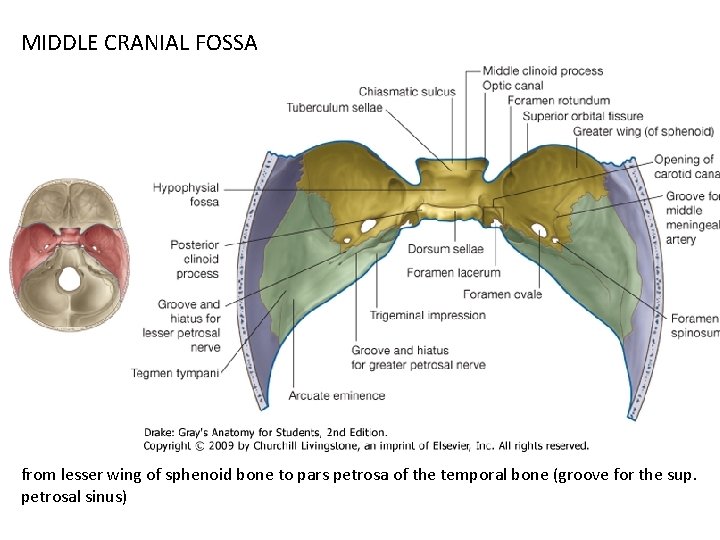 Bony framework of the skull Sphenoid ethmoid and