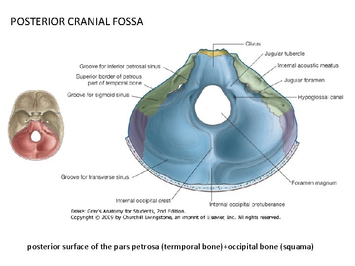 Bony framework of the skull Sphenoid ethmoid and