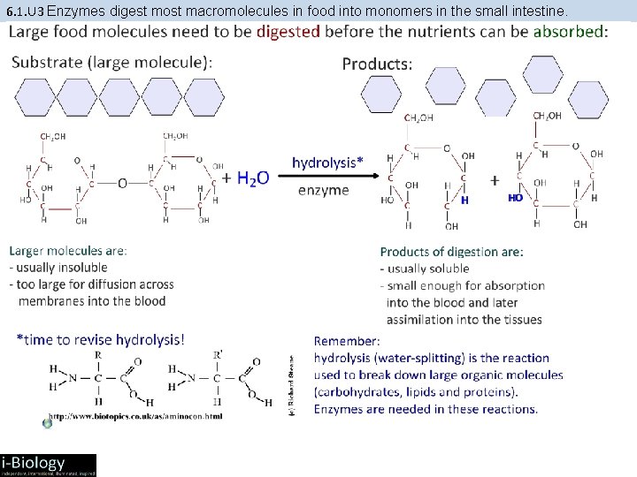 6 1 Digestion and absorption 1 Low power