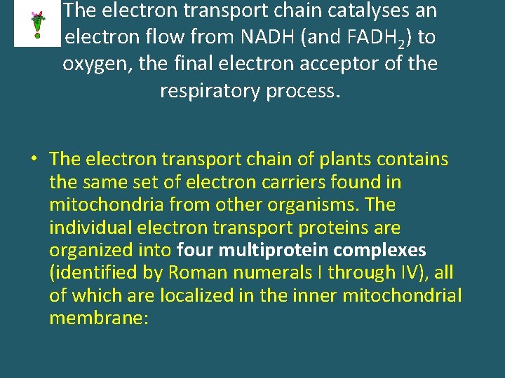 AEROBIC PHASE OF RESPIRATION 1 2 3 4