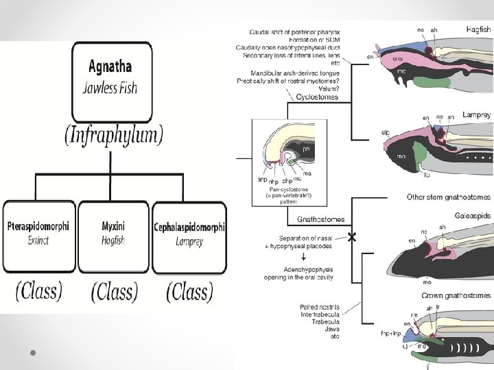 Myxini By Elliott Pilcher Nathan Wilson Litsa Doumakis
