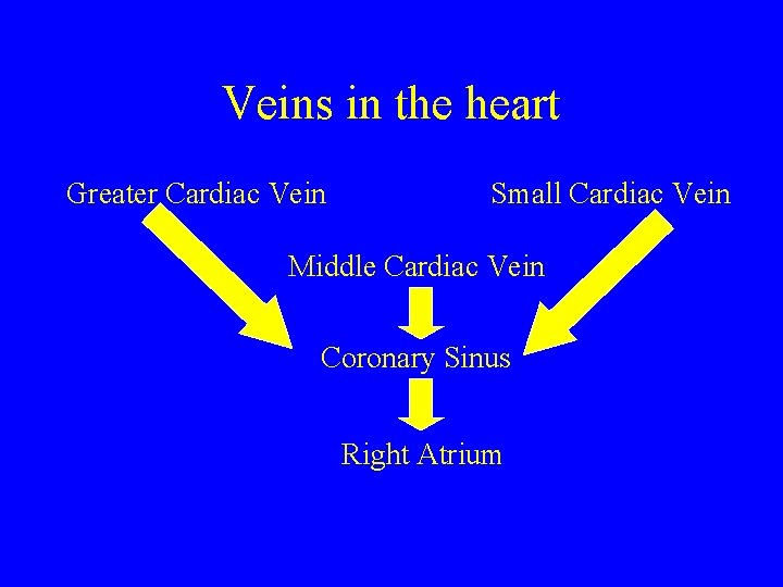 Lab 4 Heart sounds and vessels Overview Review