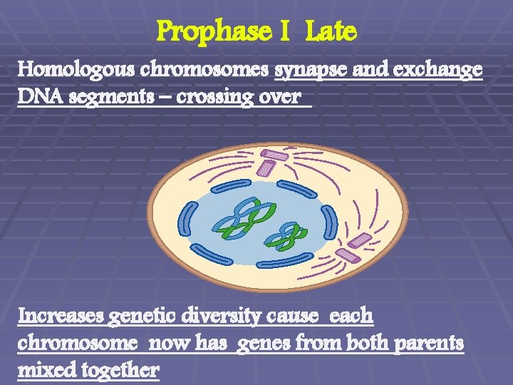 6 2 Process of Meiosis KEY CONCEPT Meiosis