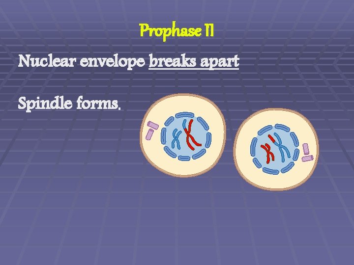 6 2 Process of Meiosis KEY CONCEPT Meiosis