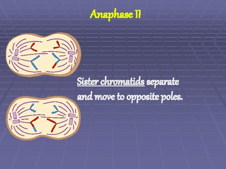 6 2 Process of Meiosis KEY CONCEPT Meiosis