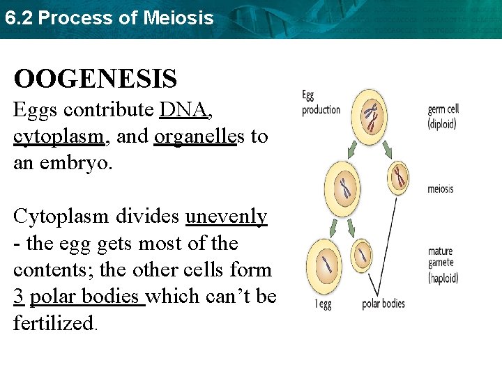 6 2 Process of Meiosis KEY CONCEPT Meiosis