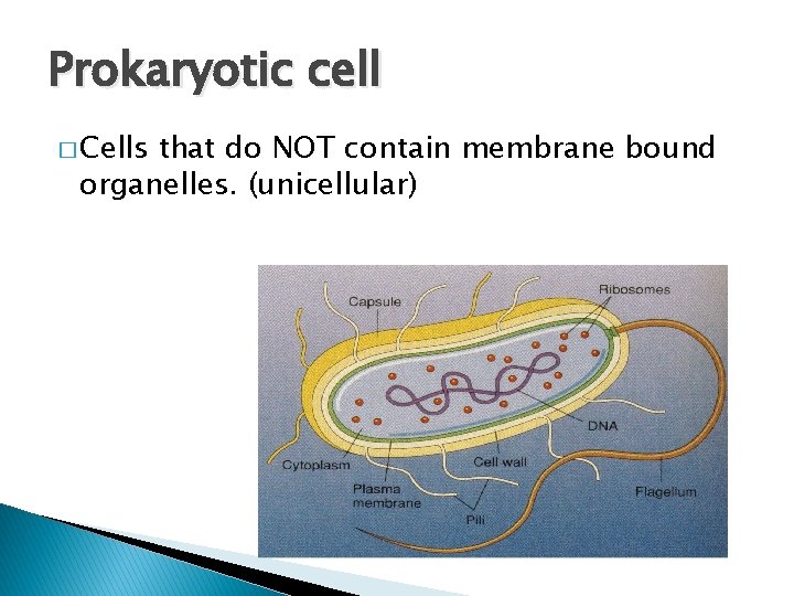 Structure and Function of Cells Chapter 4 Honors