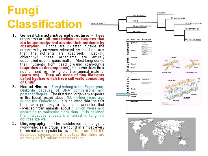 Fungi Classification 1 2 3 General Characteristics and