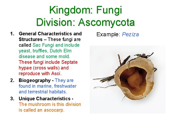 Fungi Classification 1 2 3 General Characteristics and